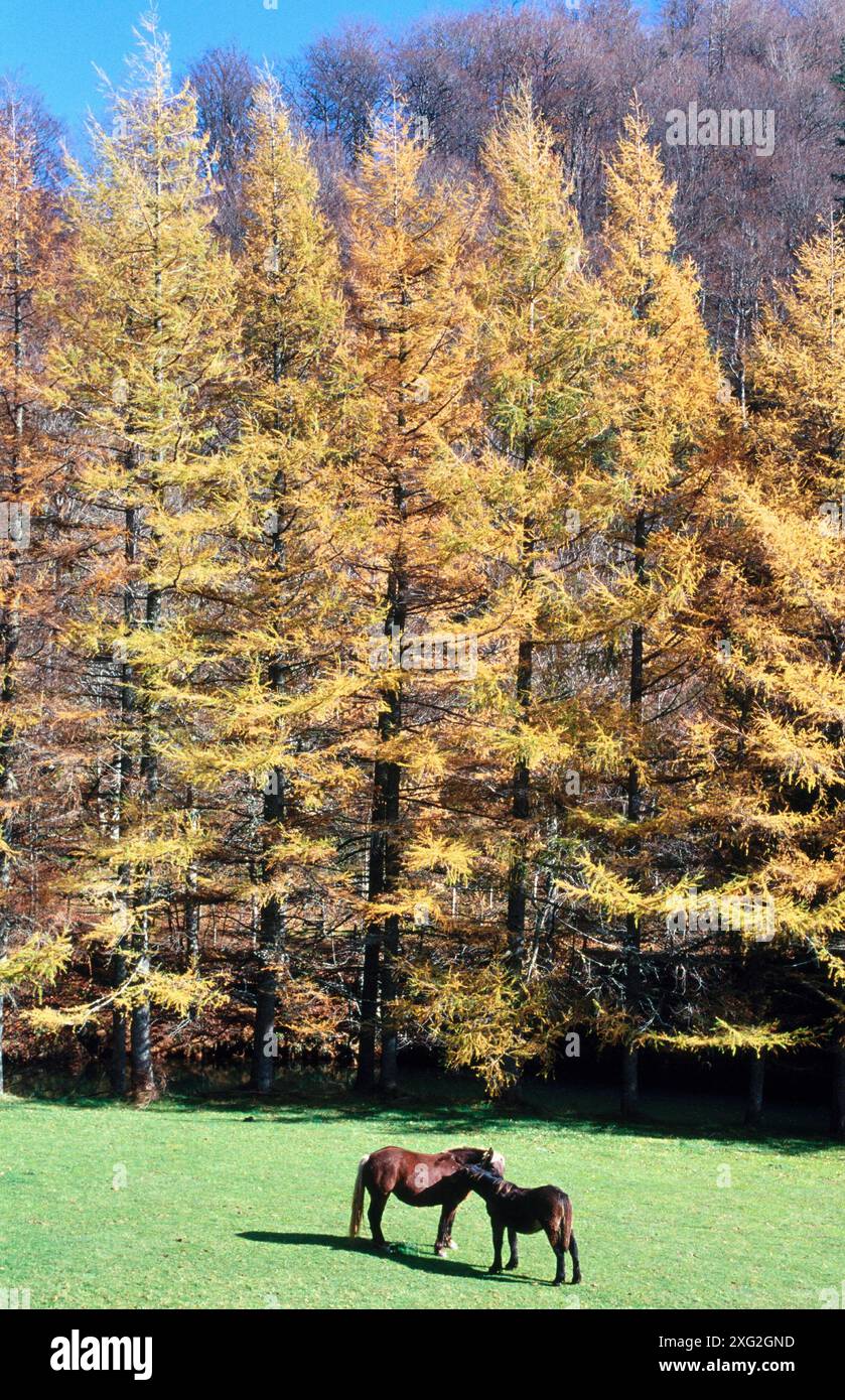 Forest iraty france not spain hi-res stock photography and images - Alamy