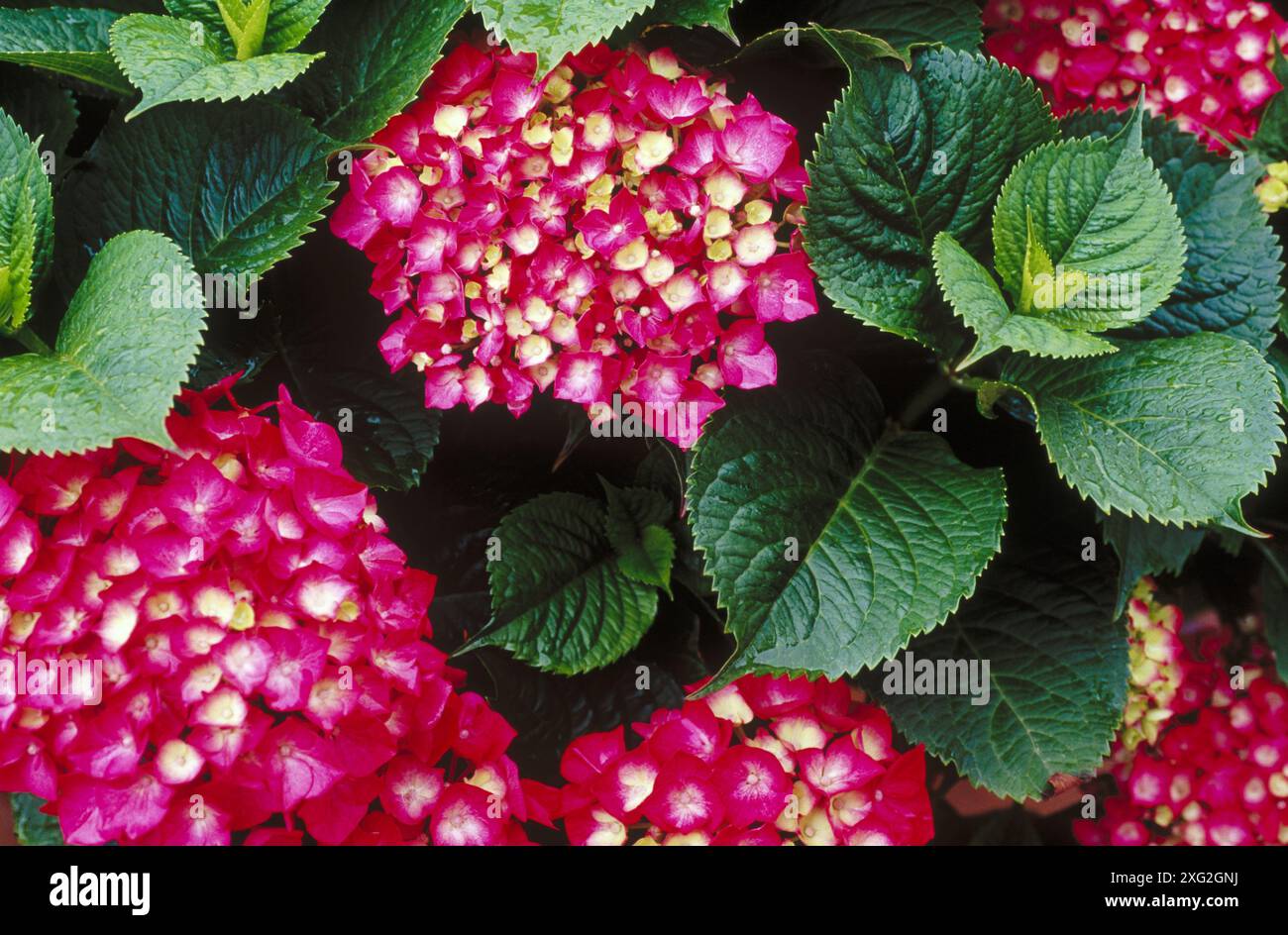Bigleaf Hydrangea (Hydrangea macrophylla Stock Photo - Alamy