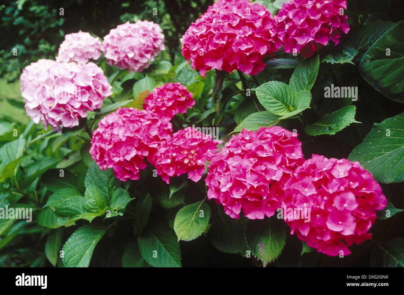 Bigleaf Hydrangea (Hydrangea macrophylla Stock Photo - Alamy