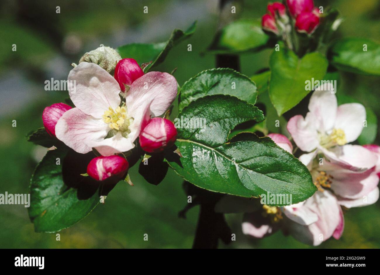 Flowering malus malus sp hi-res stock photography and images - Alamy