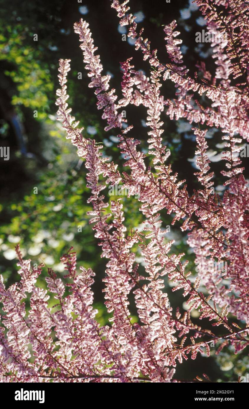 Tamarisk tamarix africana hi-res stock photography and images - Alamy