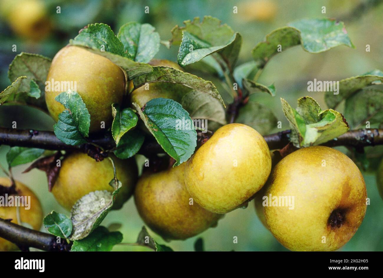 Reineta apple hi-res stock photography and images - Alamy