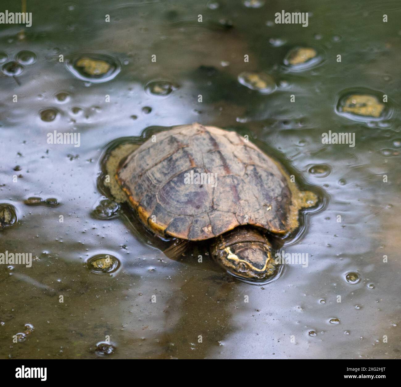 Turtle at park hi-res stock photography and images - Alamy