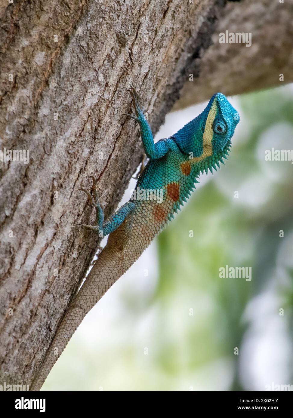 Blue Crested Lizard,Calotes mystaceus Stock Photo - Alamy