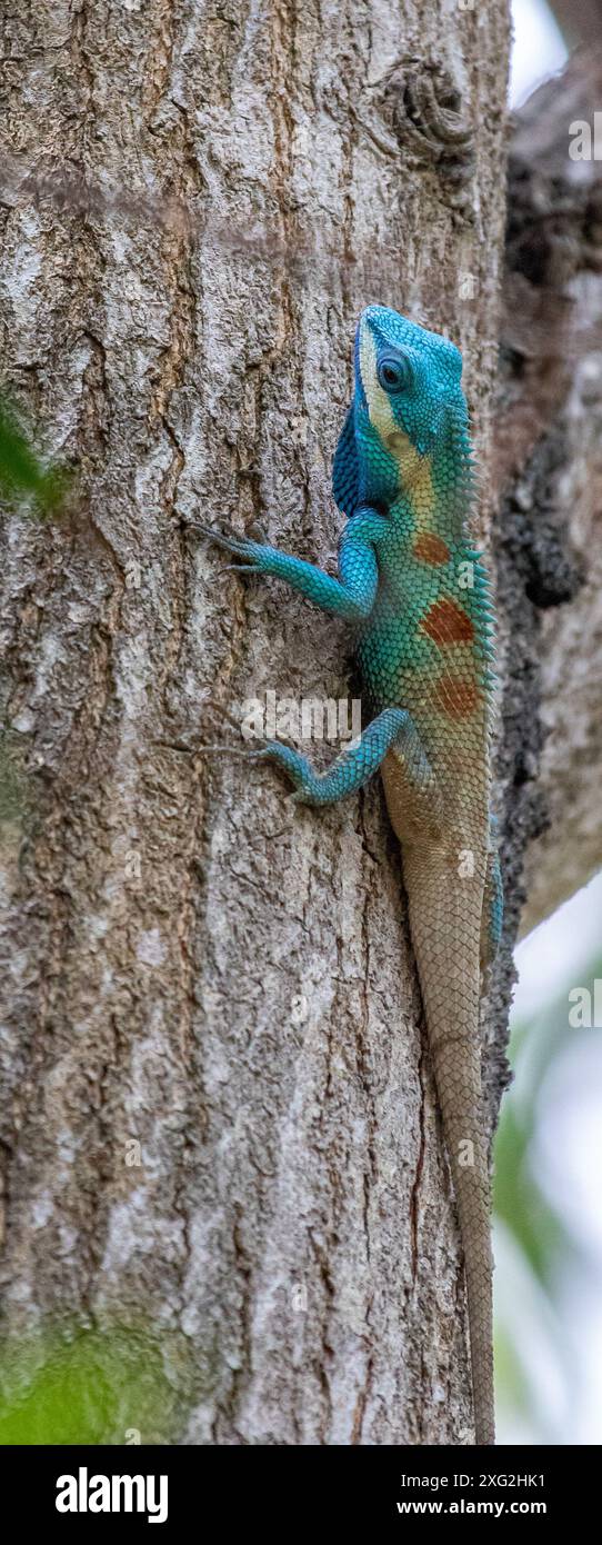 Blue crested lizard hi-res stock photography and images - Alamy