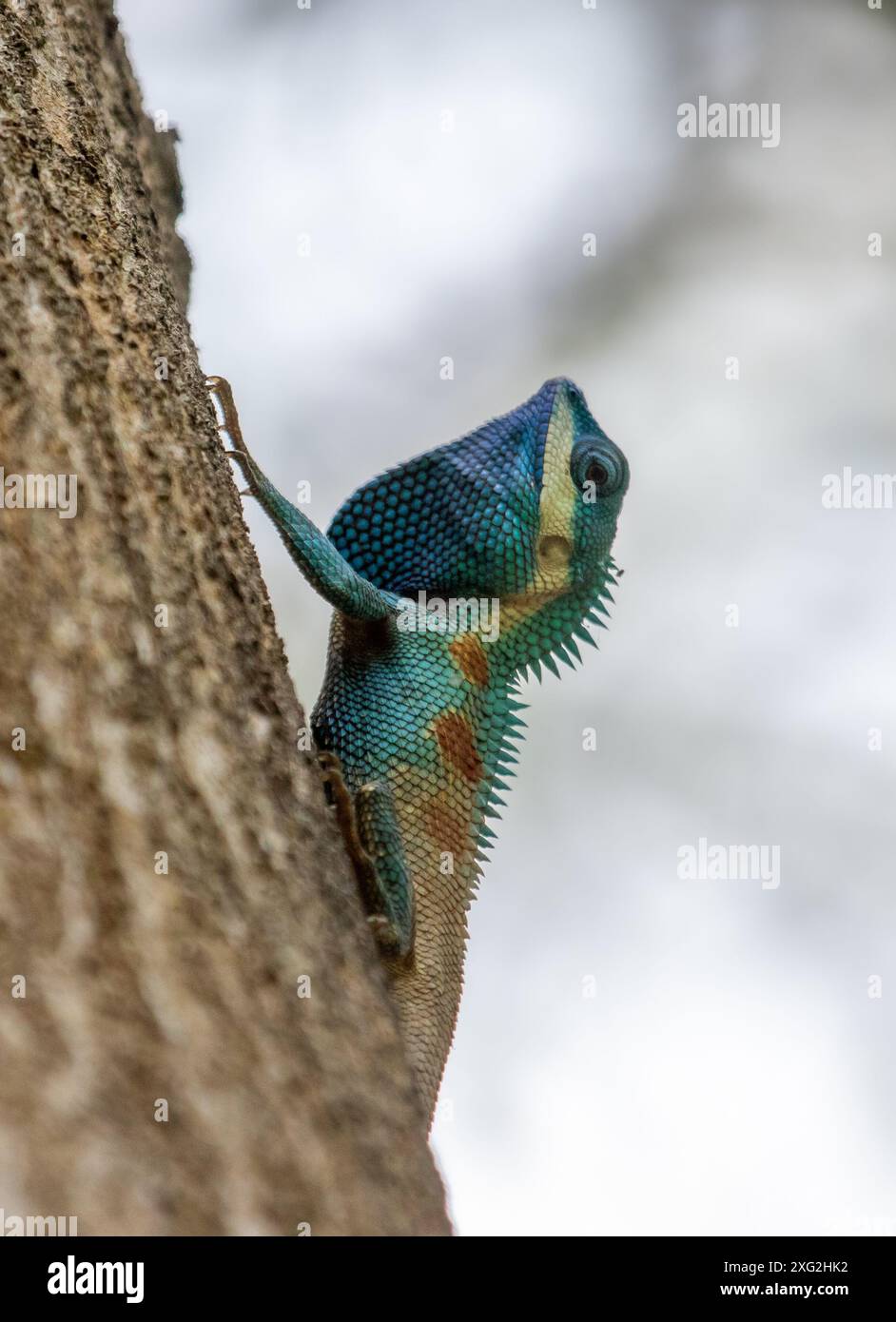 Blue crested lizard hi-res stock photography and images - Alamy