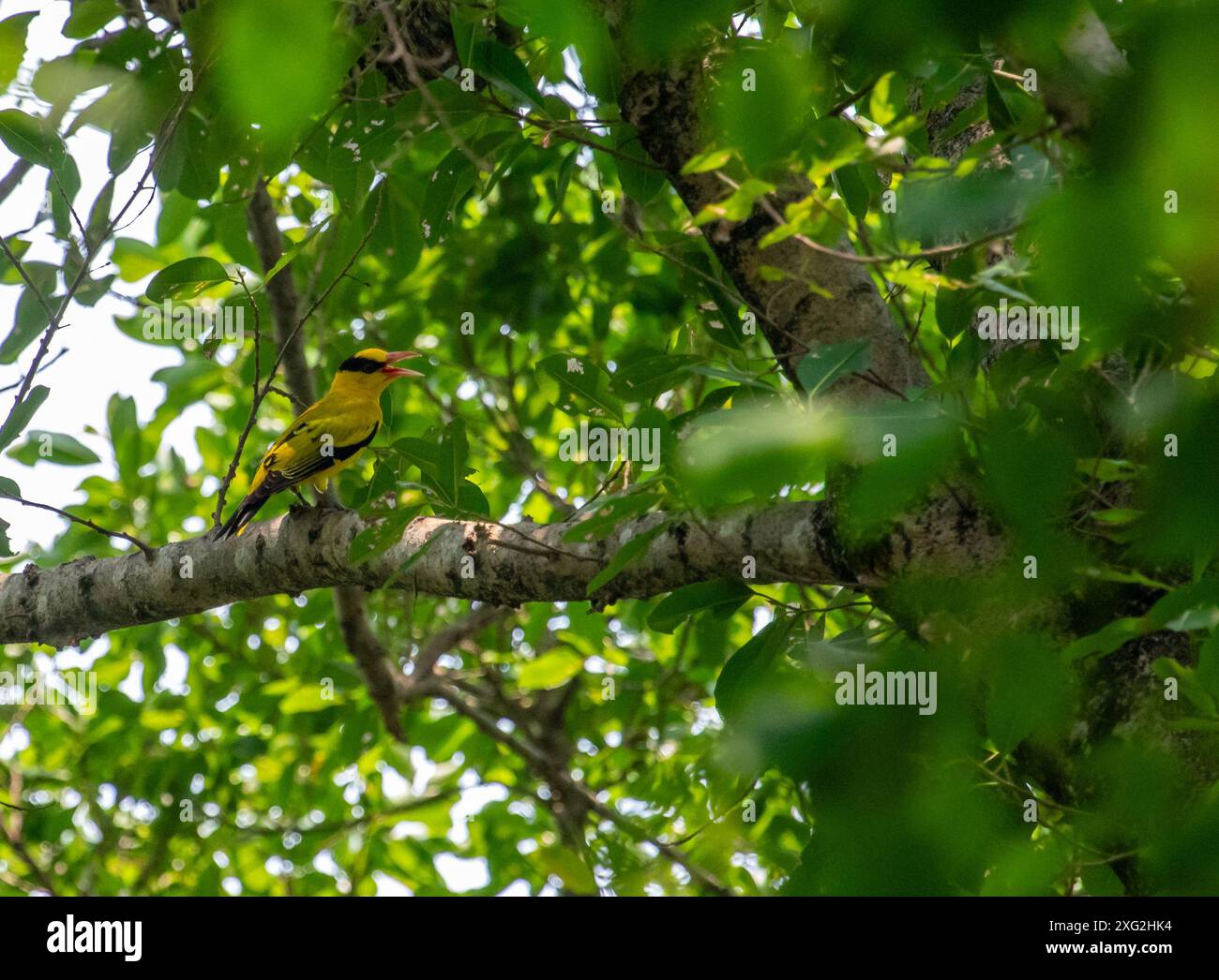 Oriole species hi-res stock photography and images - Alamy