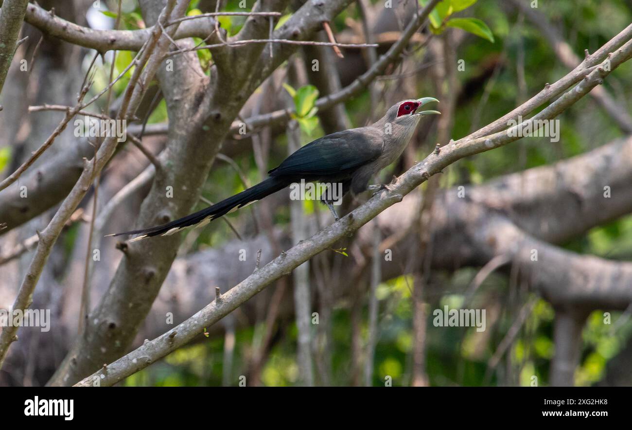 Malkoha bird hi-res stock photography and images - Alamy