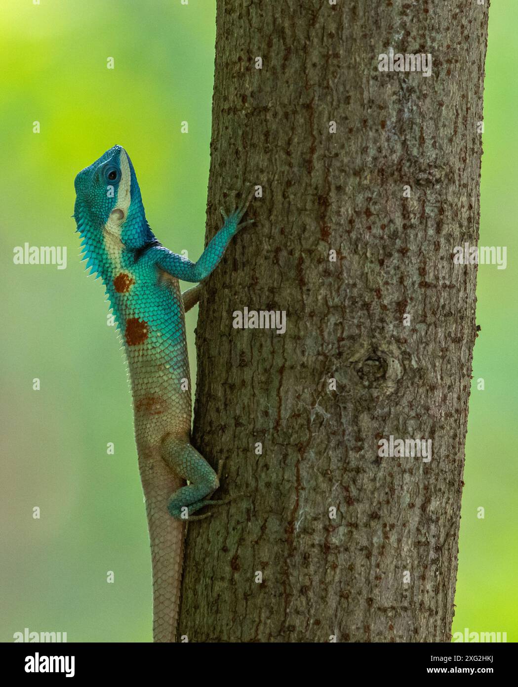 Blue crested lizard hi-res stock photography and images - Alamy