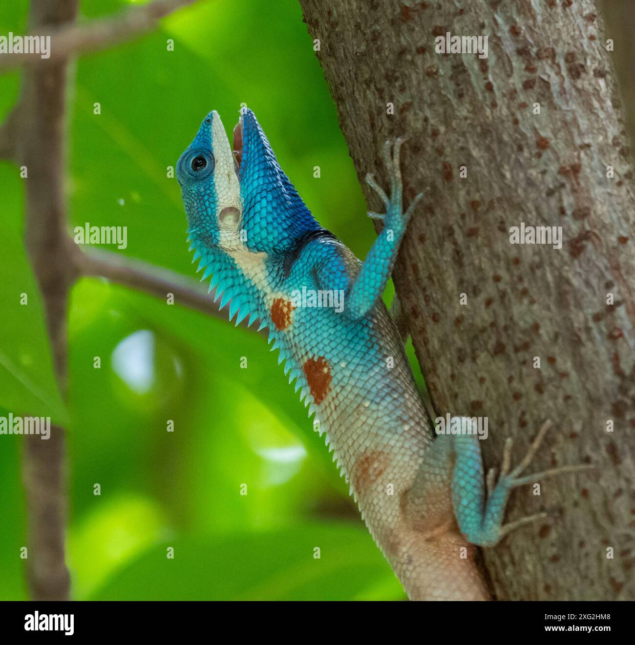 Blue Crested Lizard,Calotes mystaceus Stock Photo - Alamy