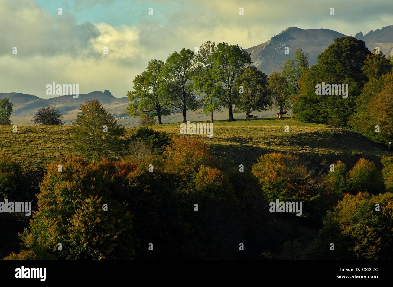 Automn in the old volcano field with colorfull pastel trees in the ...