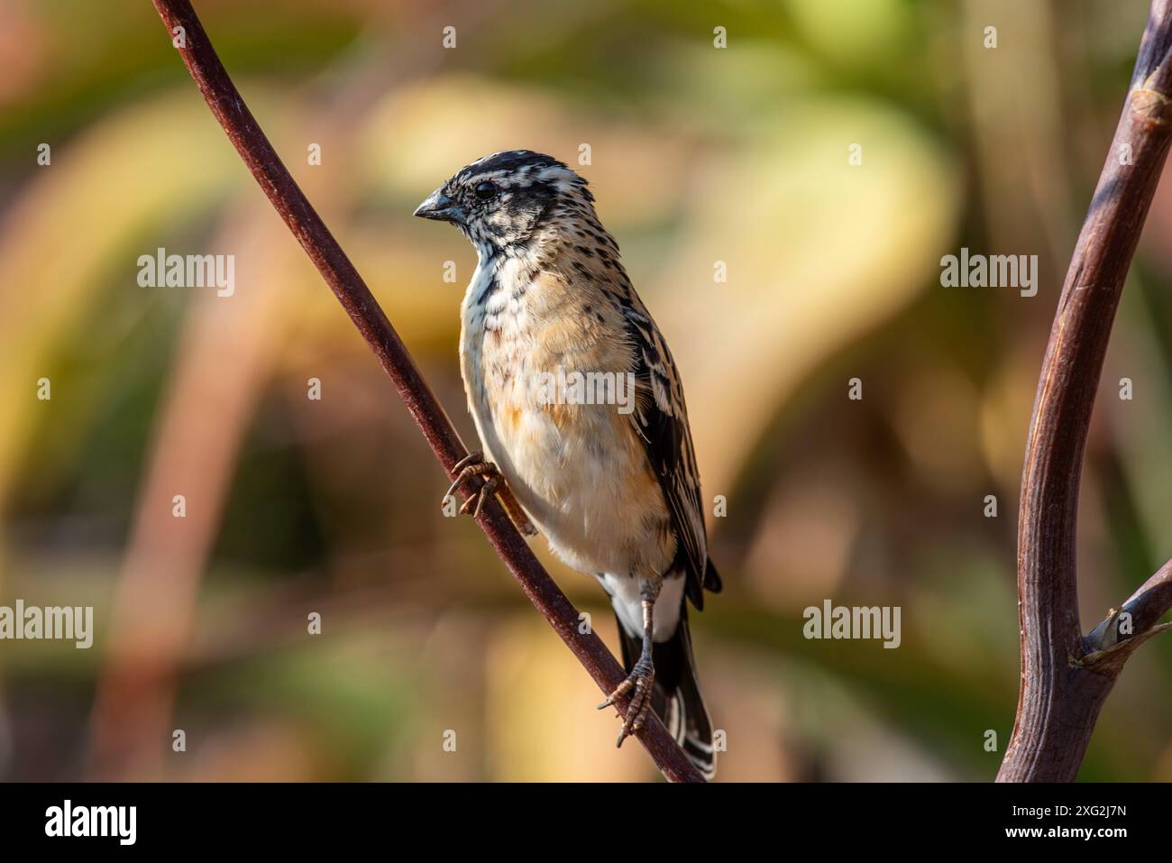 African Sparrow in South Africa Stock Photo - Alamy