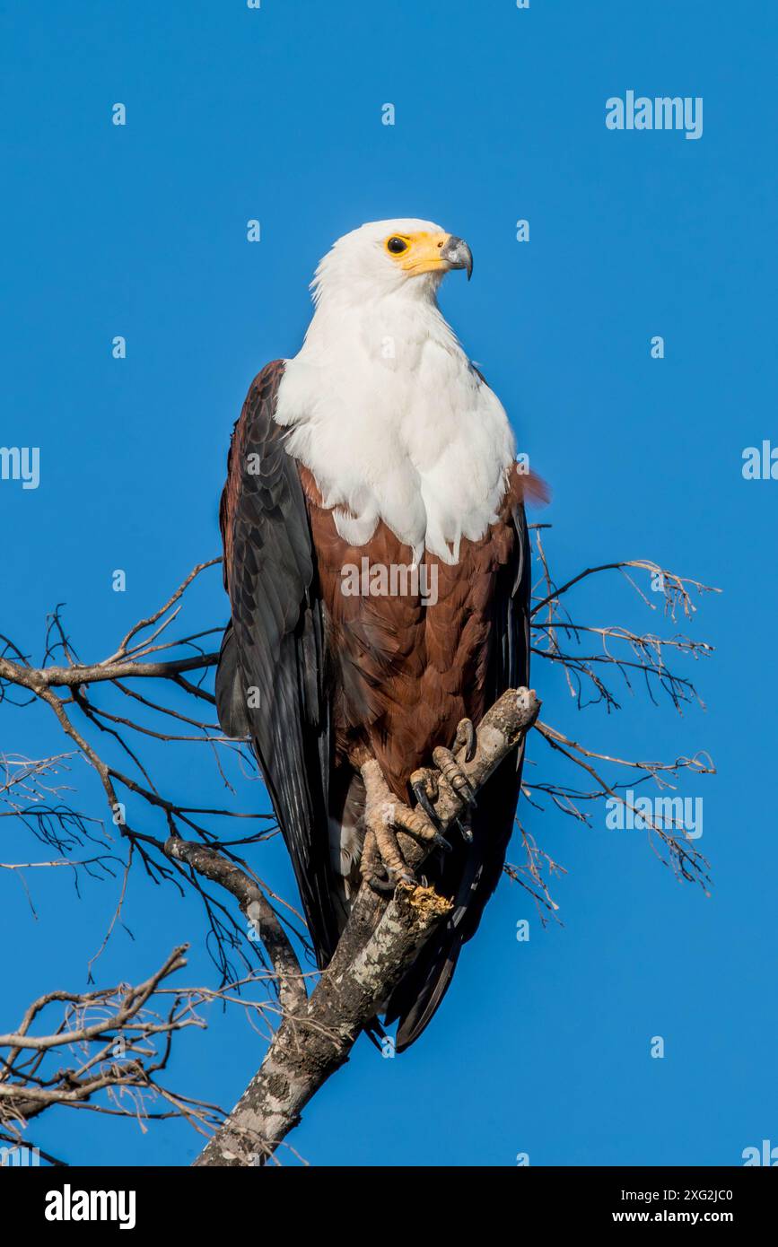 African Fish Eagle resting in Zimbabwe Stock Photo - Alamy