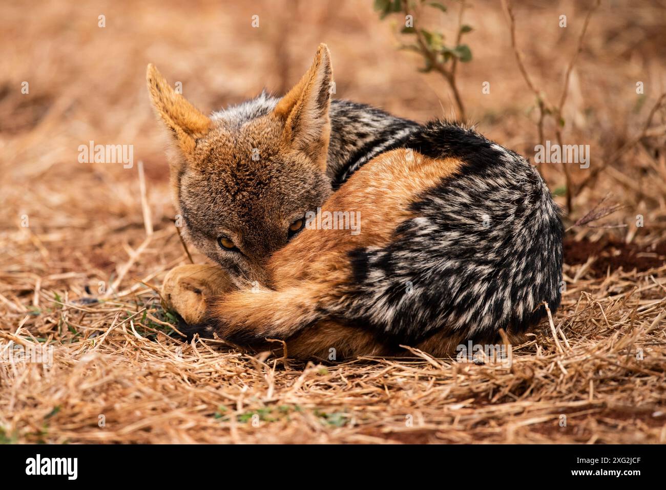 Black-Backed Jackal is alert in South Africa Stock Photo - Alamy