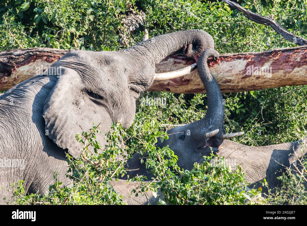 Elephant stripping bark hi-res stock photography and images - Alamy
