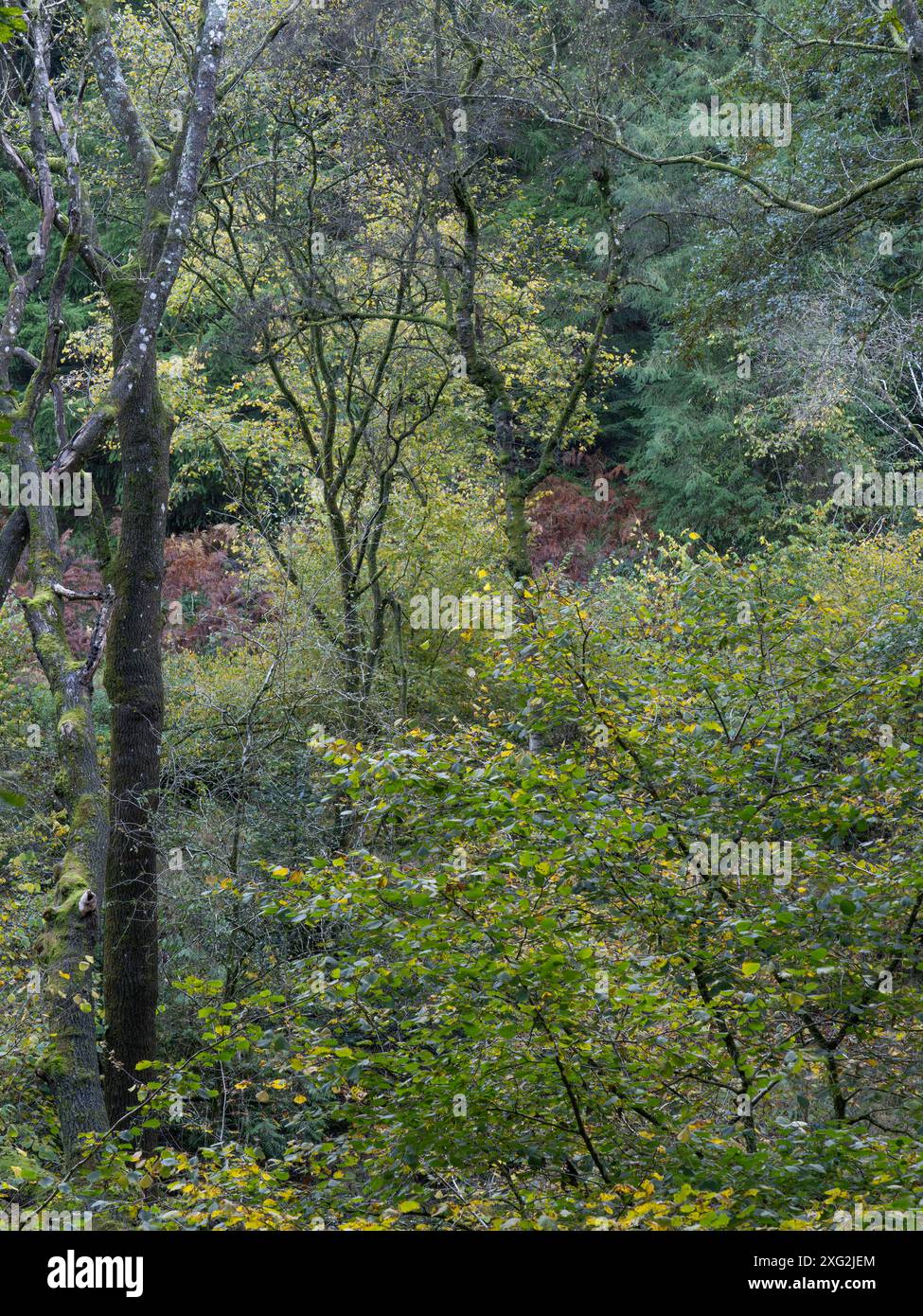 Mixed woodland at Mortimer Forest, Ludlow, Shropshire, UK Stock Photo ...