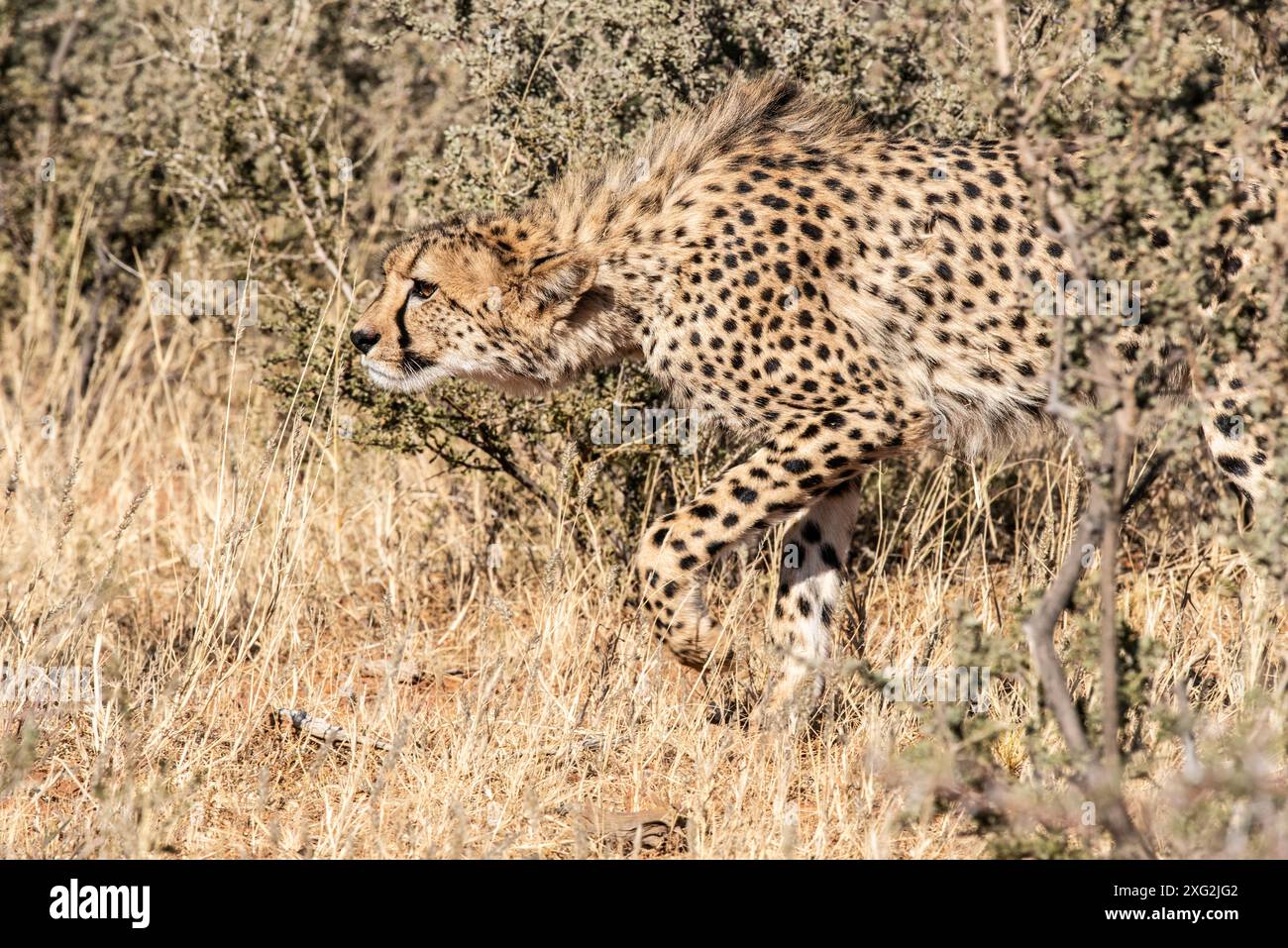 Cheetah stalking prey hi-res stock photography and images - Alamy