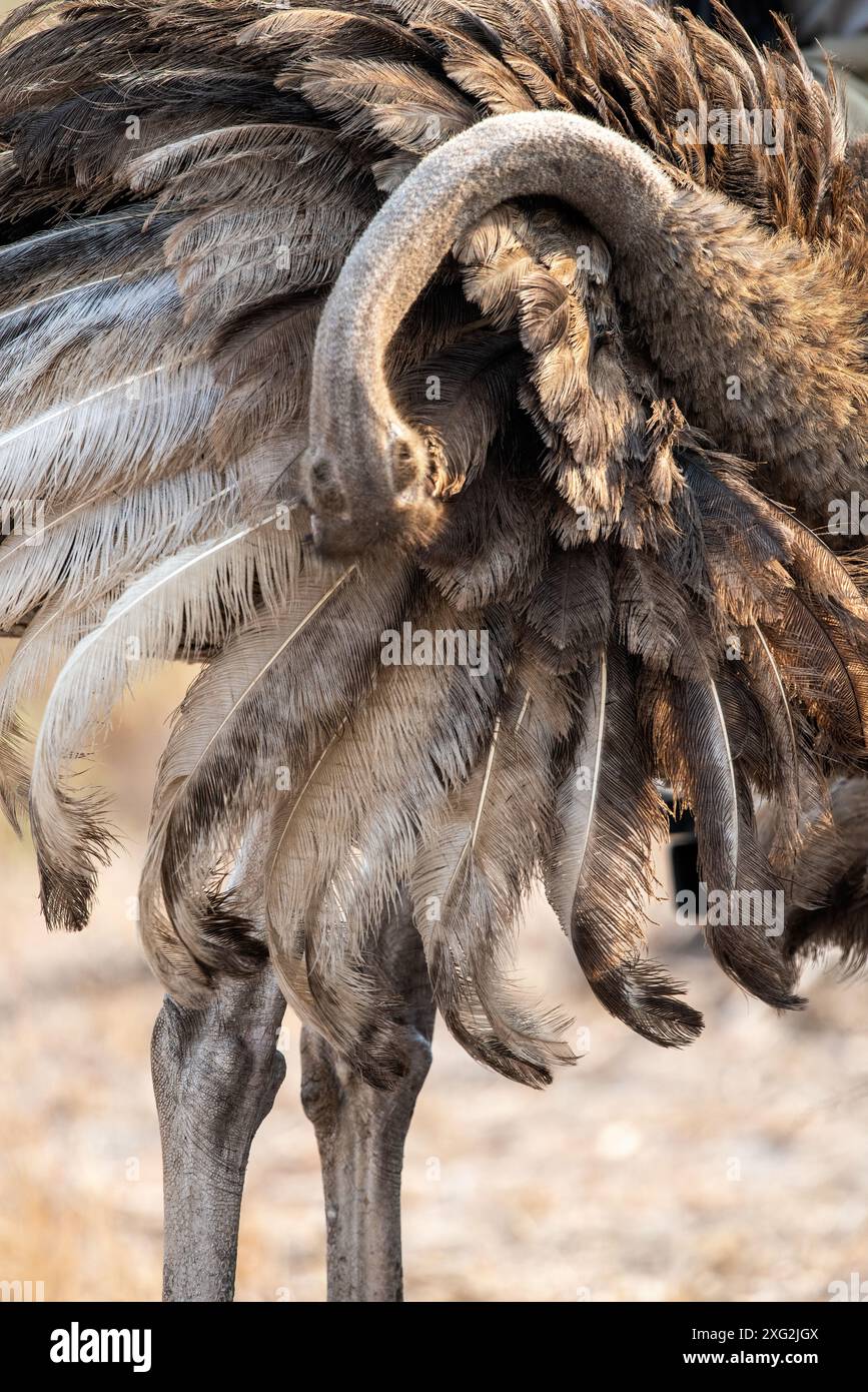 Ostrich preening hi-res stock photography and images - Alamy