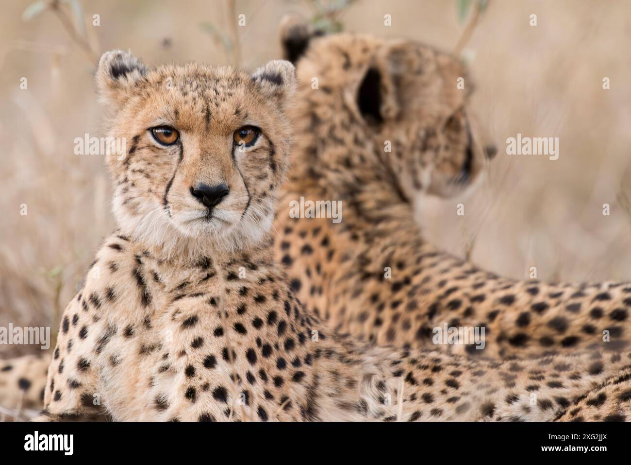 Golden hour cheetah hi-res stock photography and images - Alamy