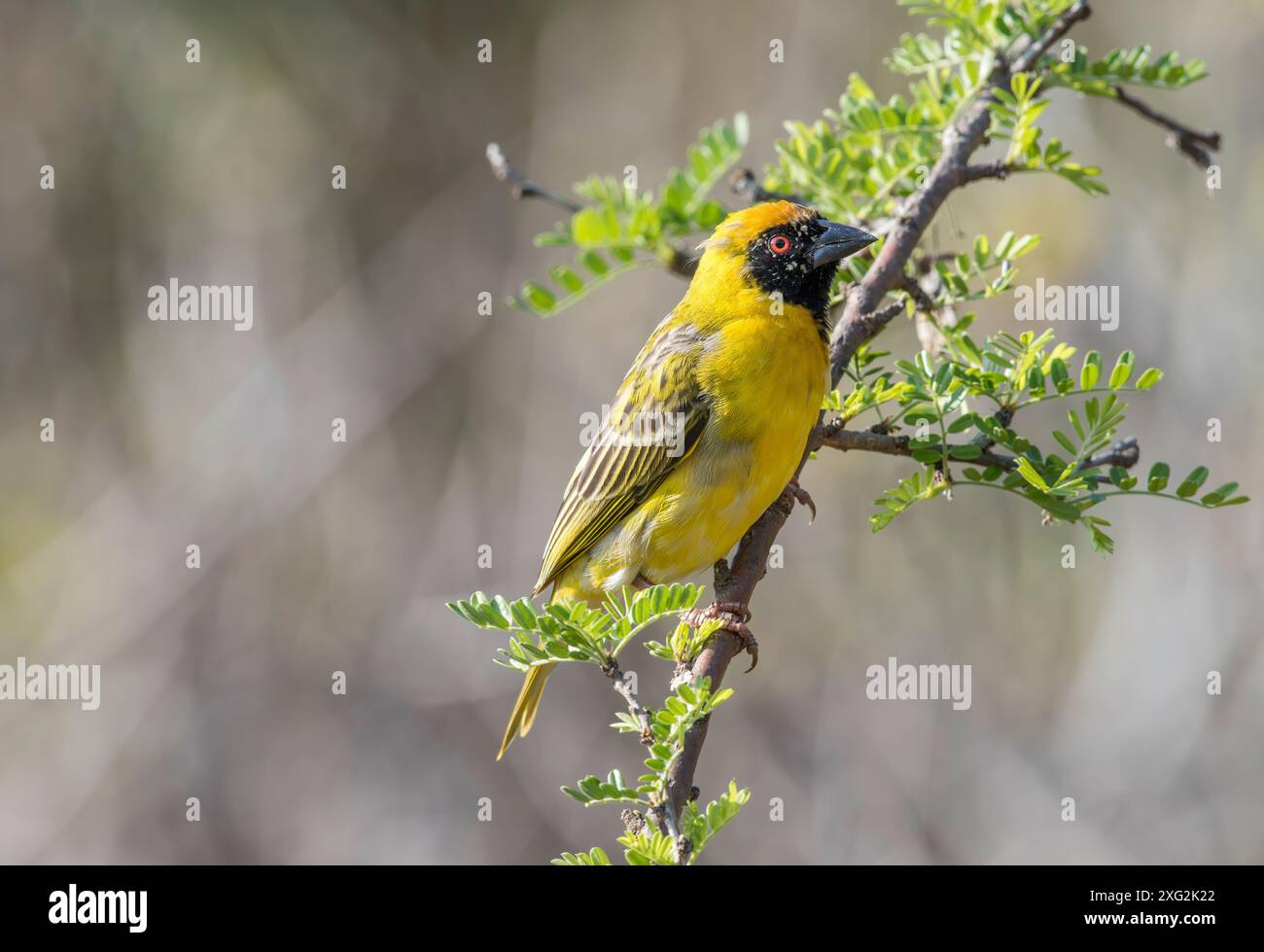 Buffalo Weaver bird in South Africa Stock Photo - Alamy