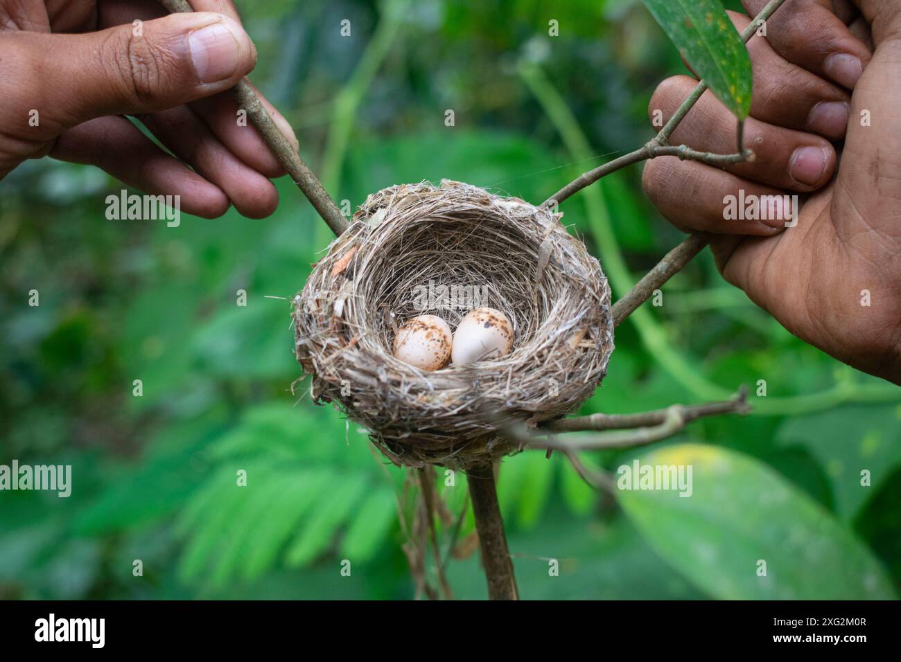 Ecosystem safety hi-res stock photography and images - Alamy