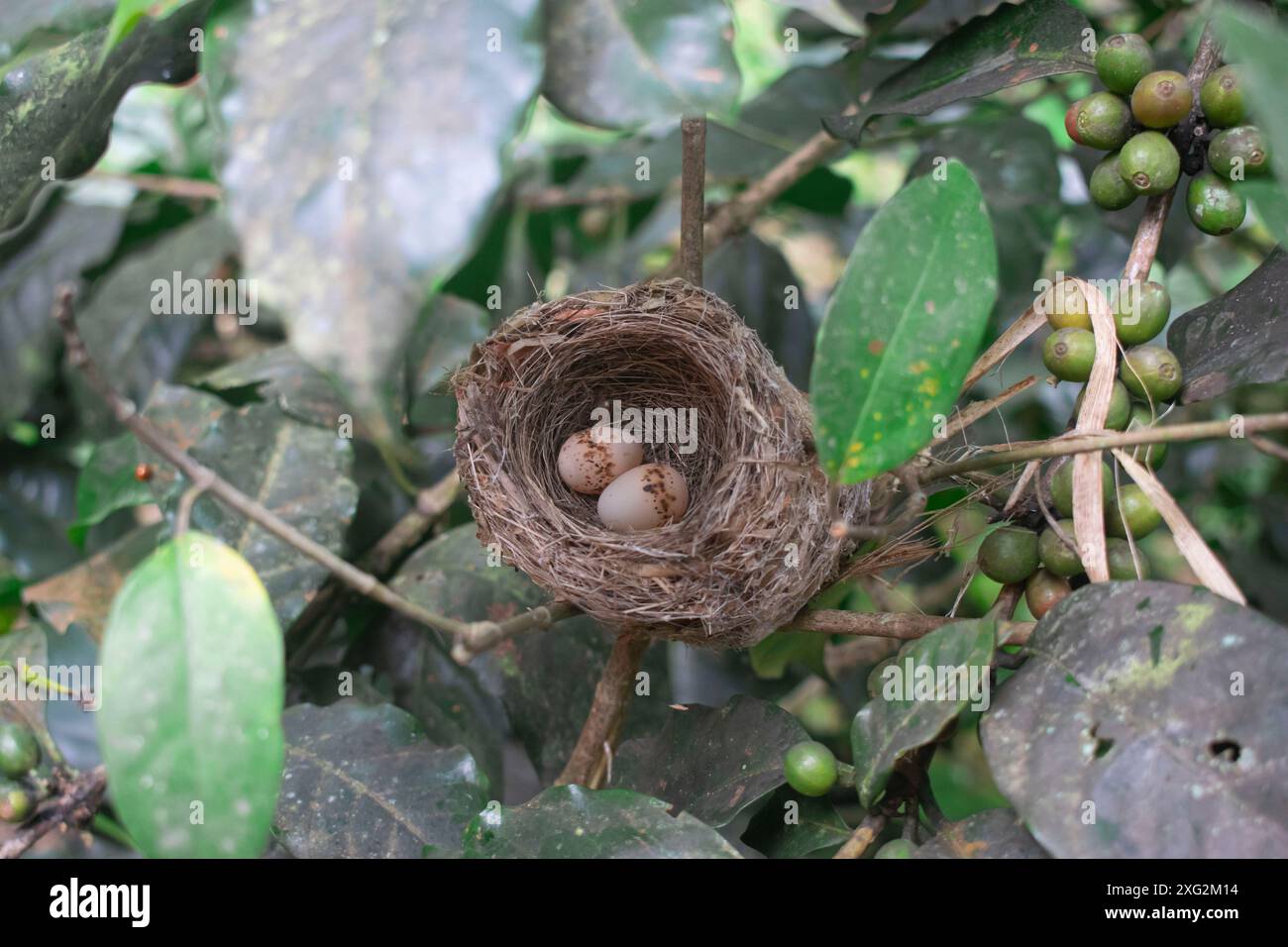 PICTURE OF A PERENJAK'S NEST AND EGGS Stock Photo - Alamy