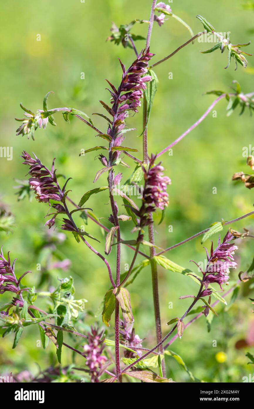 Red bartsia (Odontites vernus) wildflower on grassland at Sheepleas ...