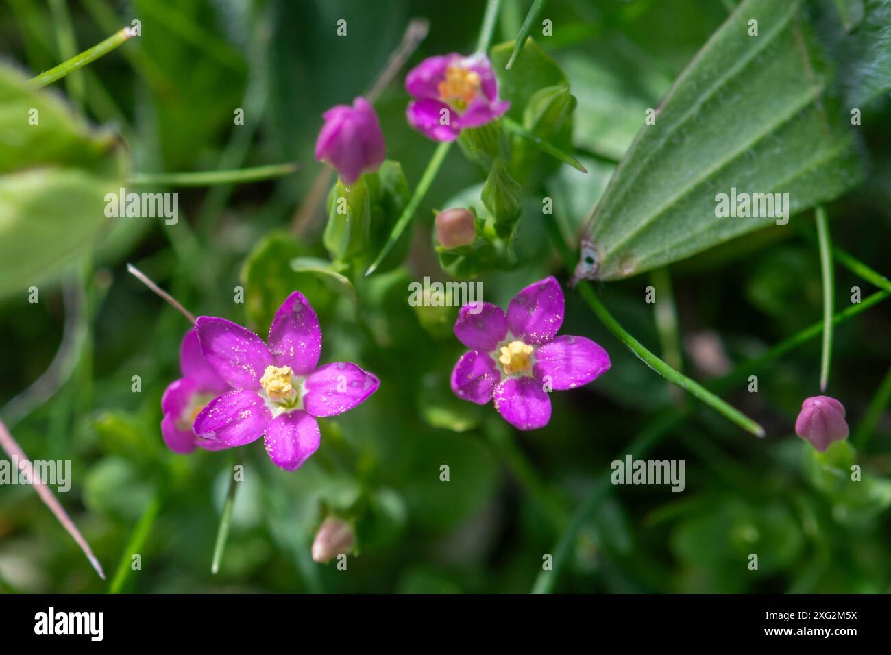 Lesser centaury (Centaurium pulchellum), a pink wildflower on grassland ...