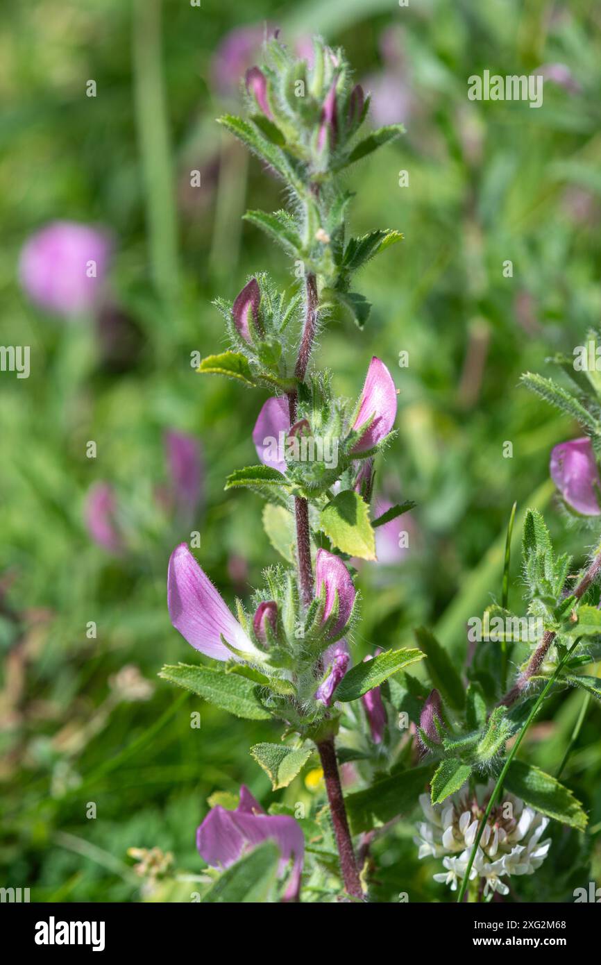 Common restharrow (Ononis repens) wildflower, a low-growing creeping ...