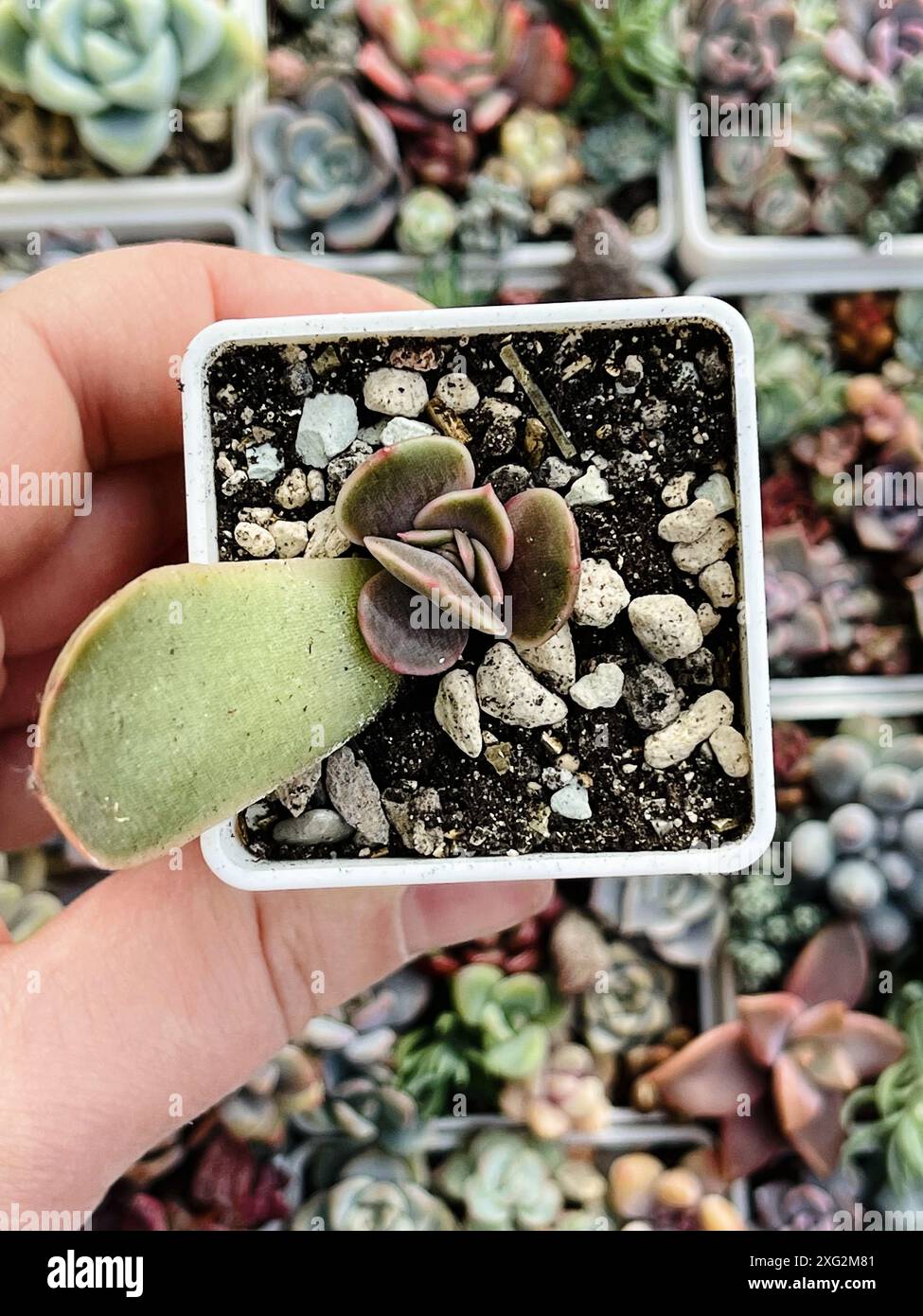 Little Adromischus Succulent Plant Flower on floral blossom greenery ...