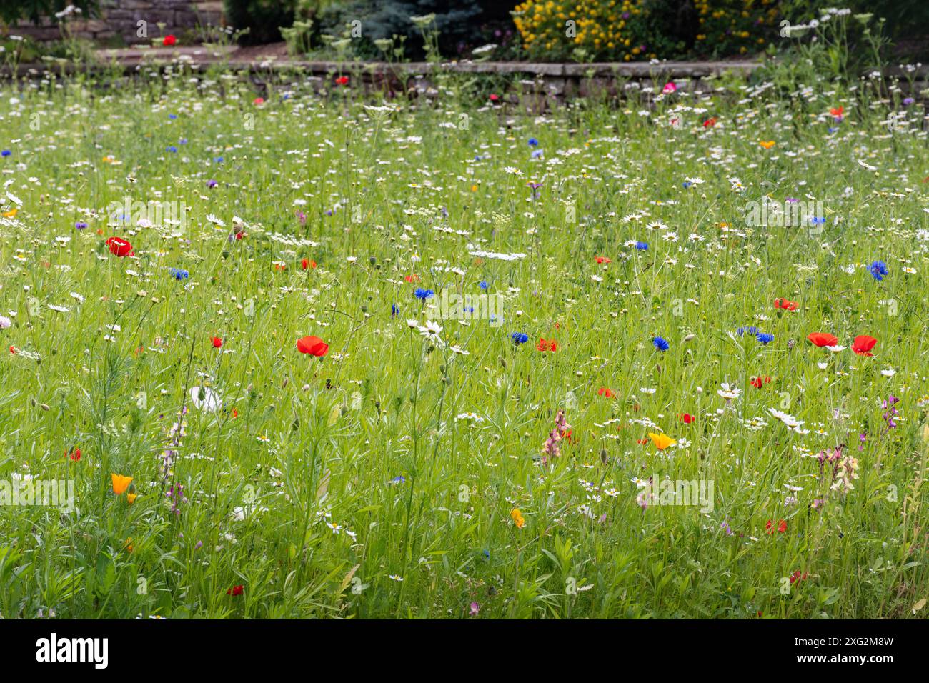 Colourful wildflowers or wildflower patch including red poppies and ...
