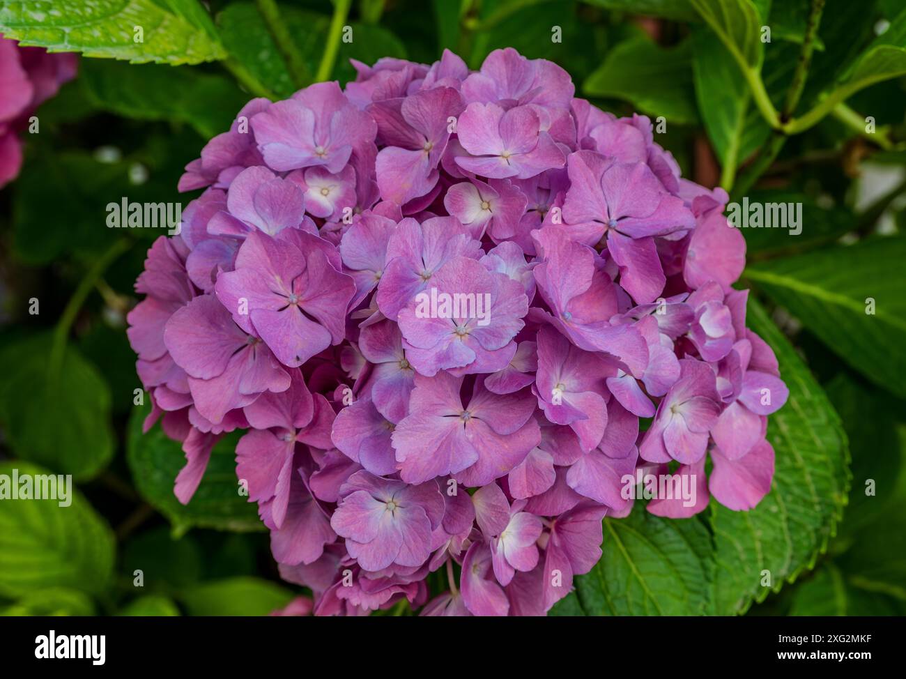Hydrangea japan forest hi-res stock photography and images - Alamy