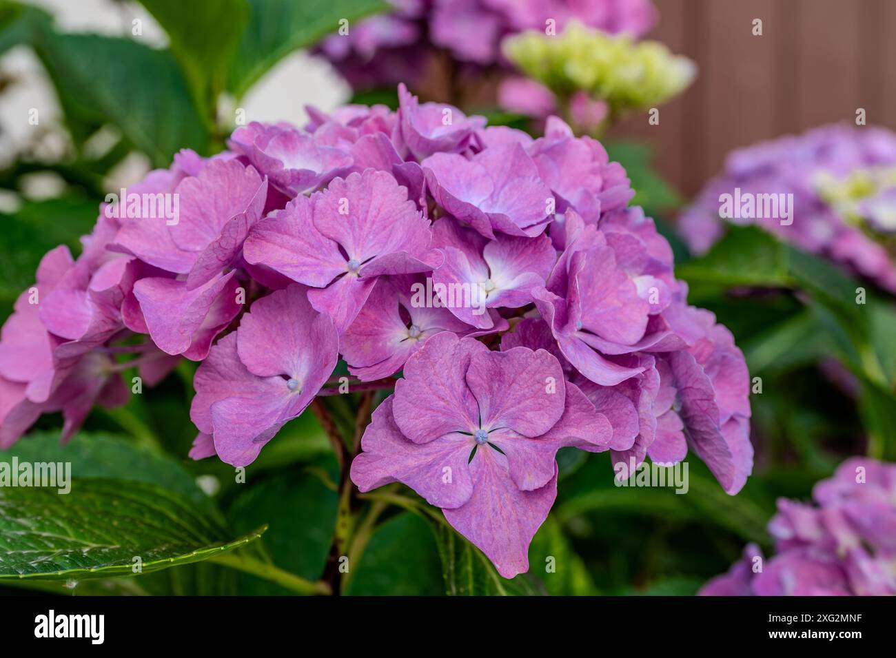 Hydrangea japan forest hi-res stock photography and images - Alamy