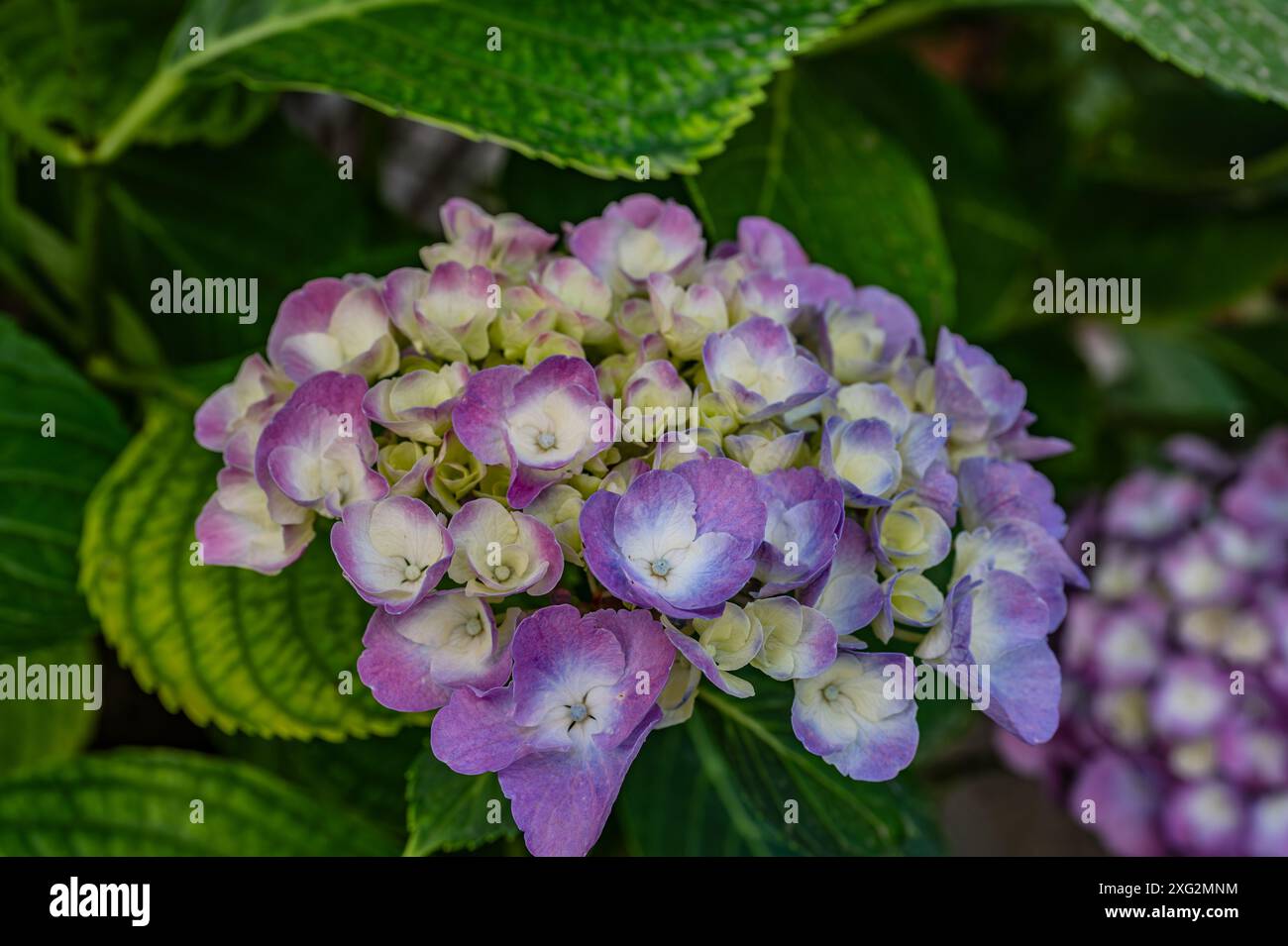 Hydrangea japan forest hi-res stock photography and images - Alamy
