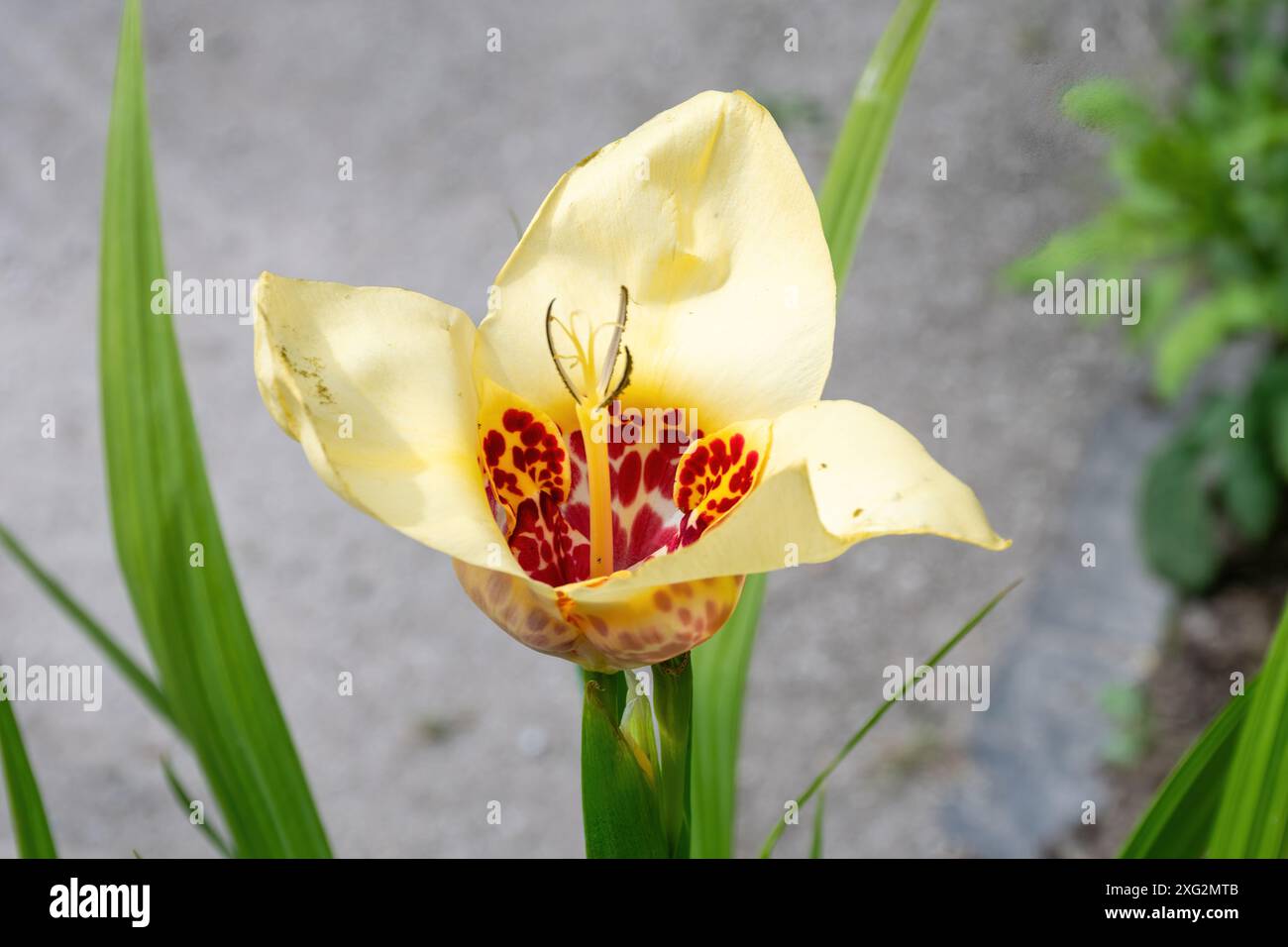 Peacock tiger flower (Tigridia pavonia) in the exotic garden at RHS ...