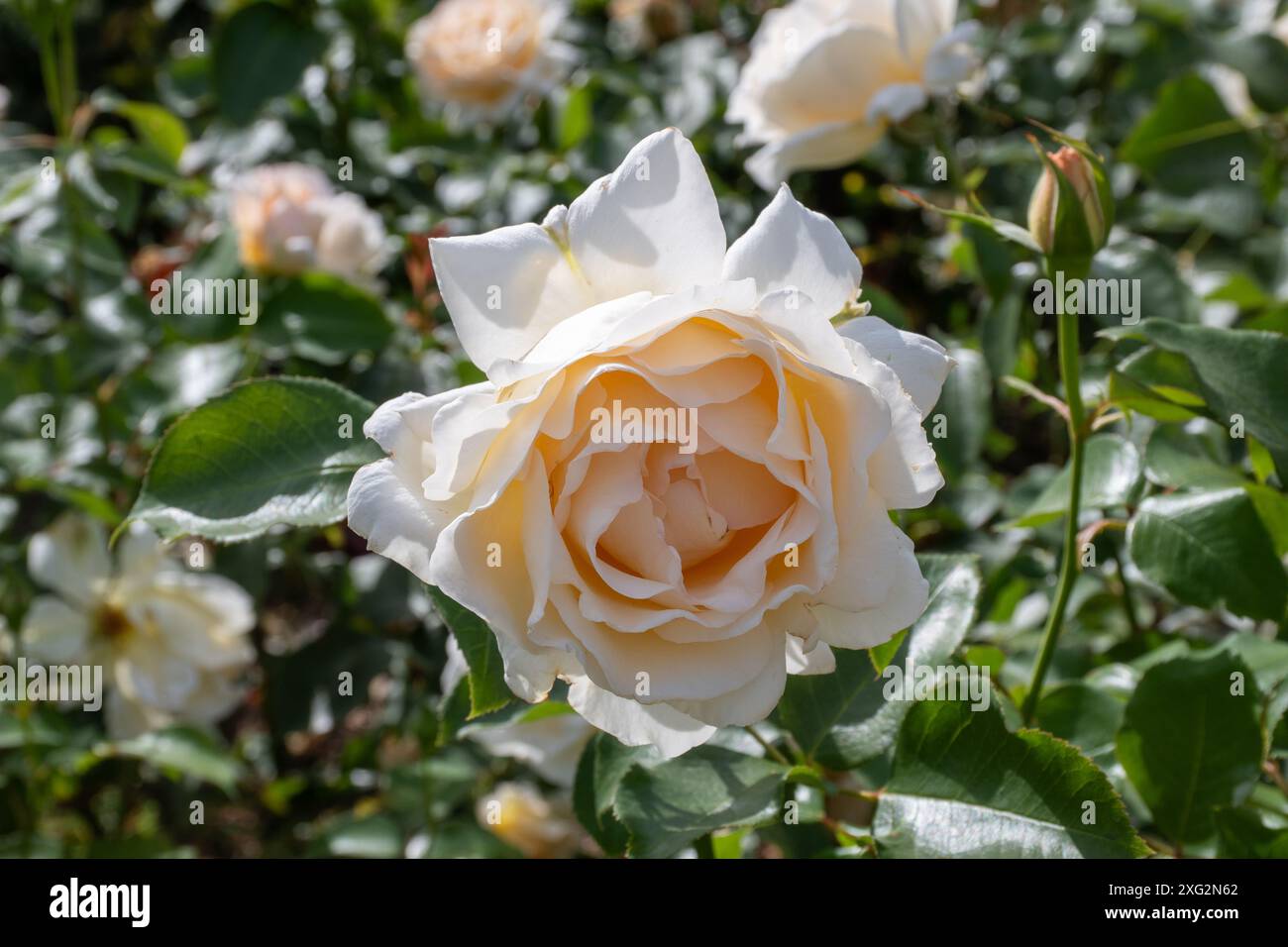 Rosa Champagne Celebration 'Frylimbo', rose bush with double cream ...