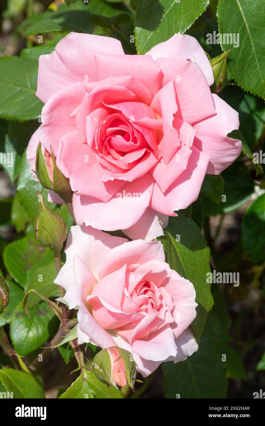 Rosa You're Beautiful 'Fryracy', rose bush with double pink bloom ...