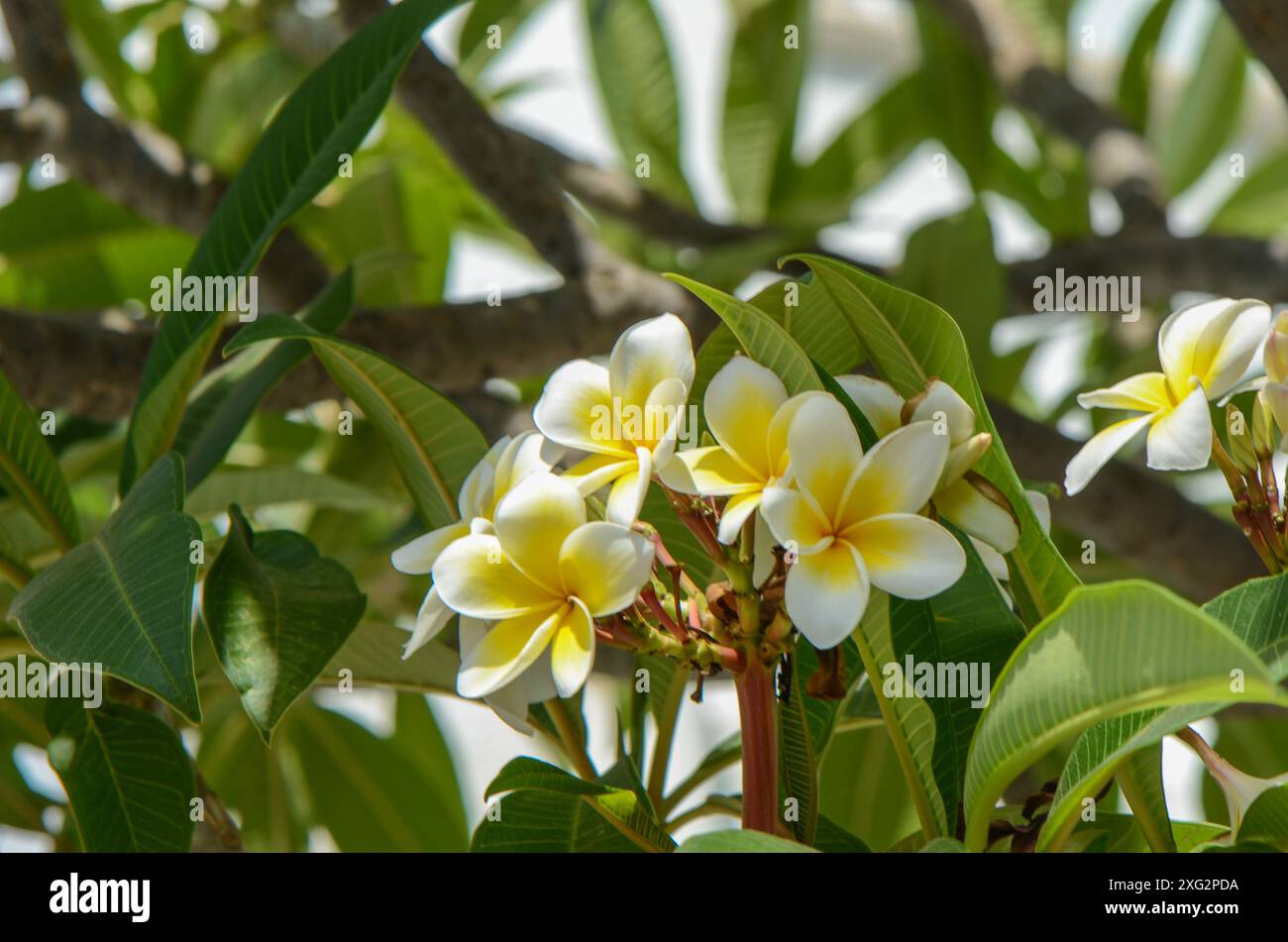 Frangipani tree cut out hi-res stock photography and images - Alamy