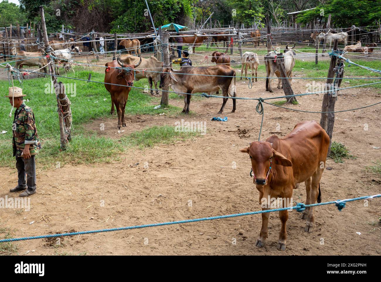 The cows that are tied up while waiting for sale at the "Cow Market ...
