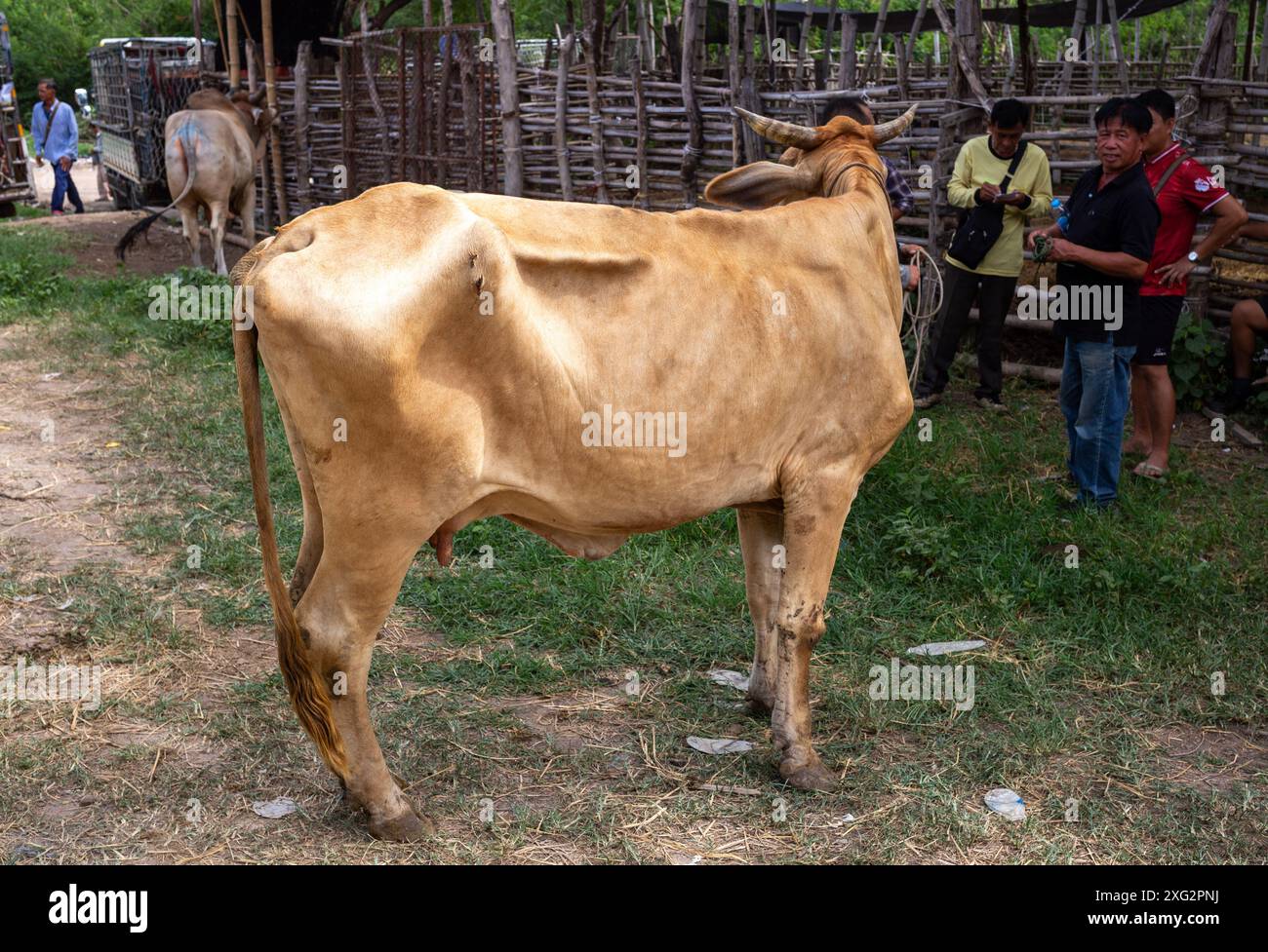 The cow during waiting for sale at the "Cow Market" (Kad Wua) in Chiang ...