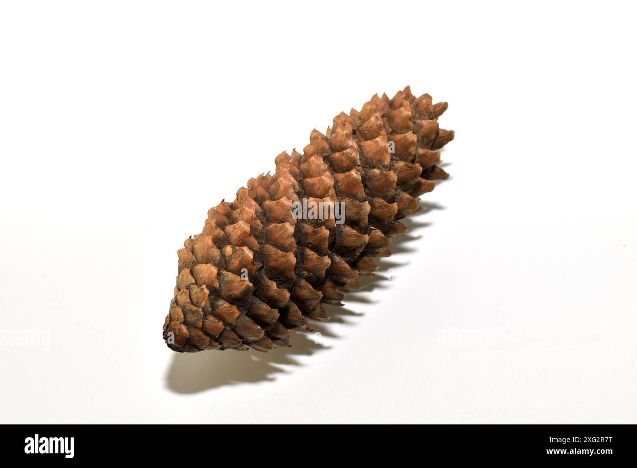Elongated pine cone hi-res stock photography and images - Alamy