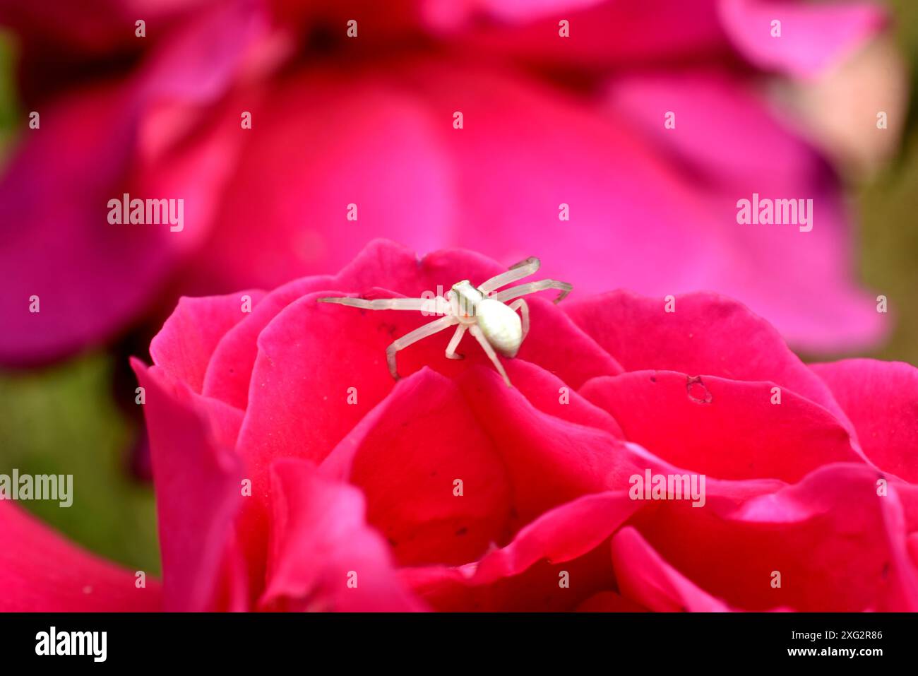 A white flower spider sits on a red rose with its legs spread out to ...