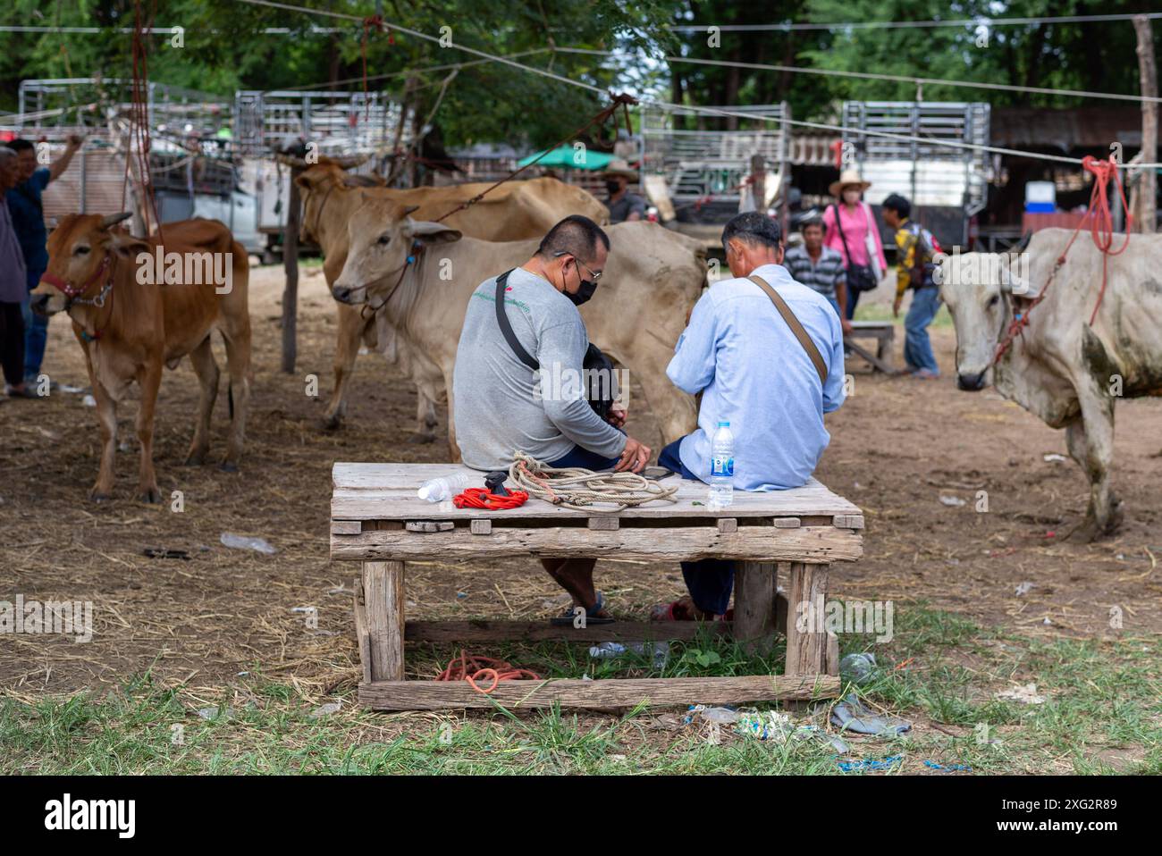 Cattle traders are seen conducting transactions at the "Cow Market ...