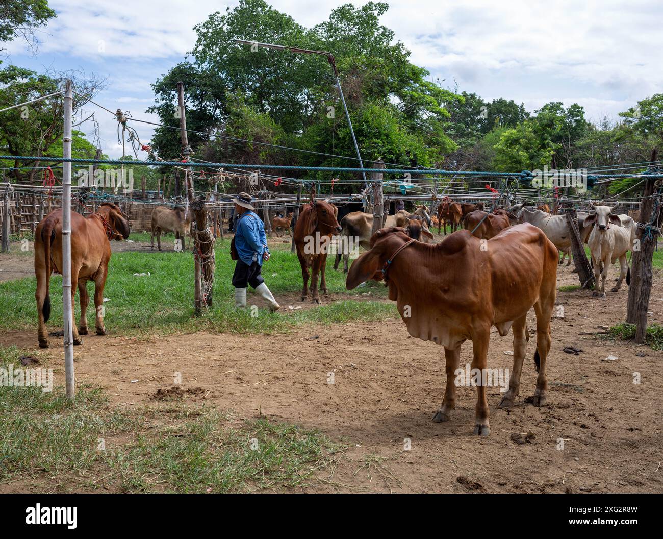 Cows are tied up while waiting for sale at the "Cow Market" (Kad Wua ...