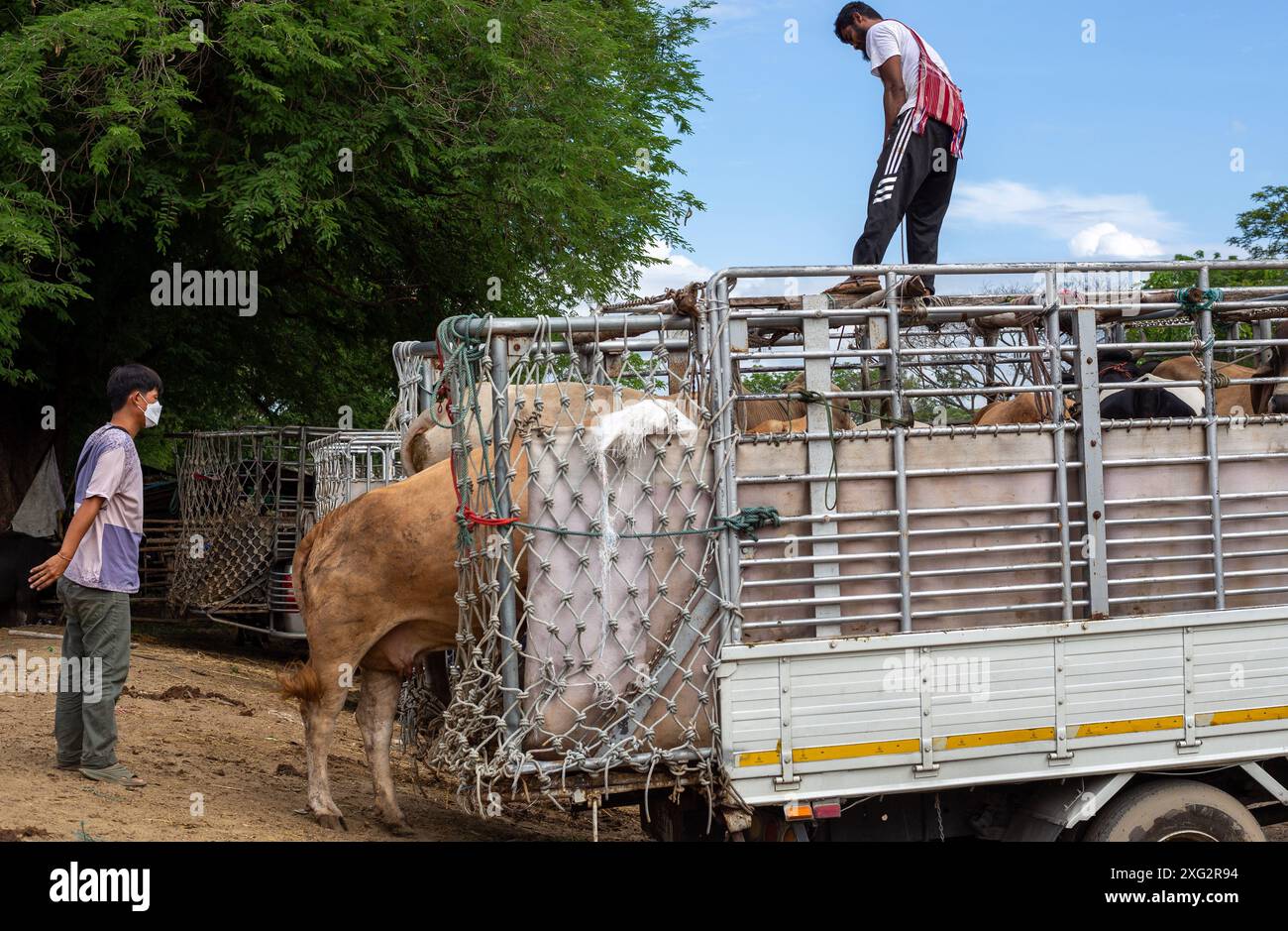 Cows are being loaded onto a trailer after completing the sale at the ...