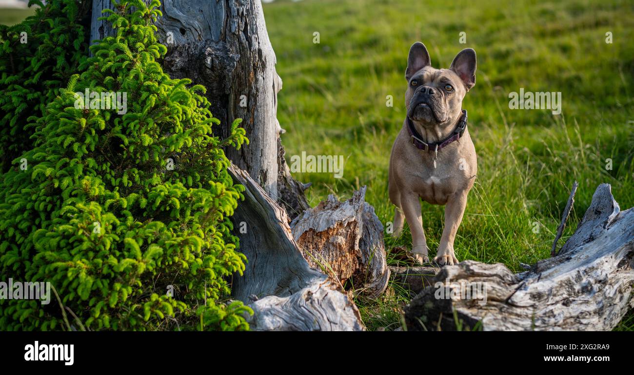 french bulldog on the lookout among scrap and broken branches of dry ...