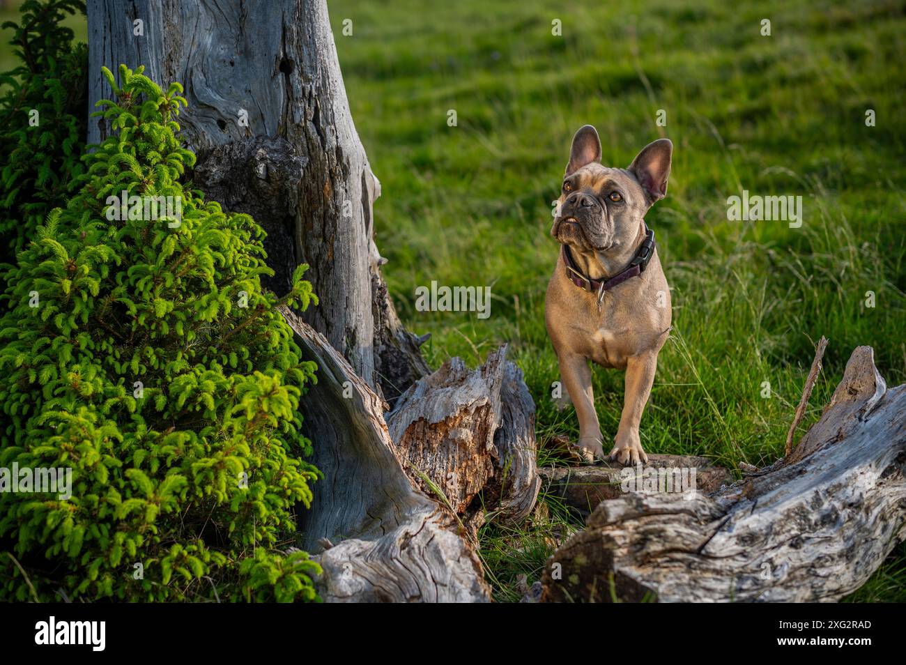 french bulldog on the lookout among scrap and broken branches of dry ...