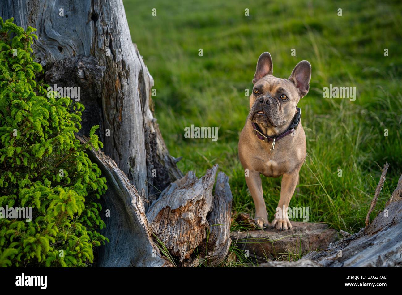 french bulldog on the lookout among scrap and broken branches of dry ...