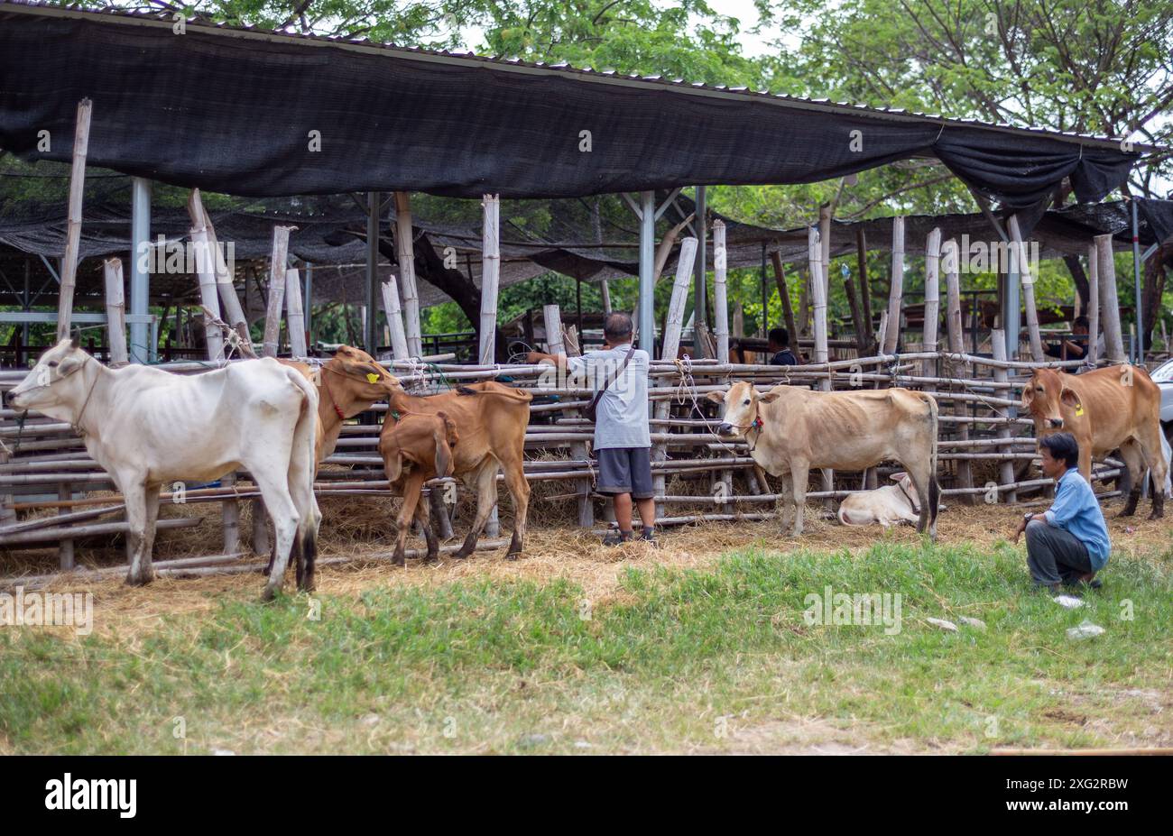 Cattle traders are seen conducting transactions at the "Cow Market ...