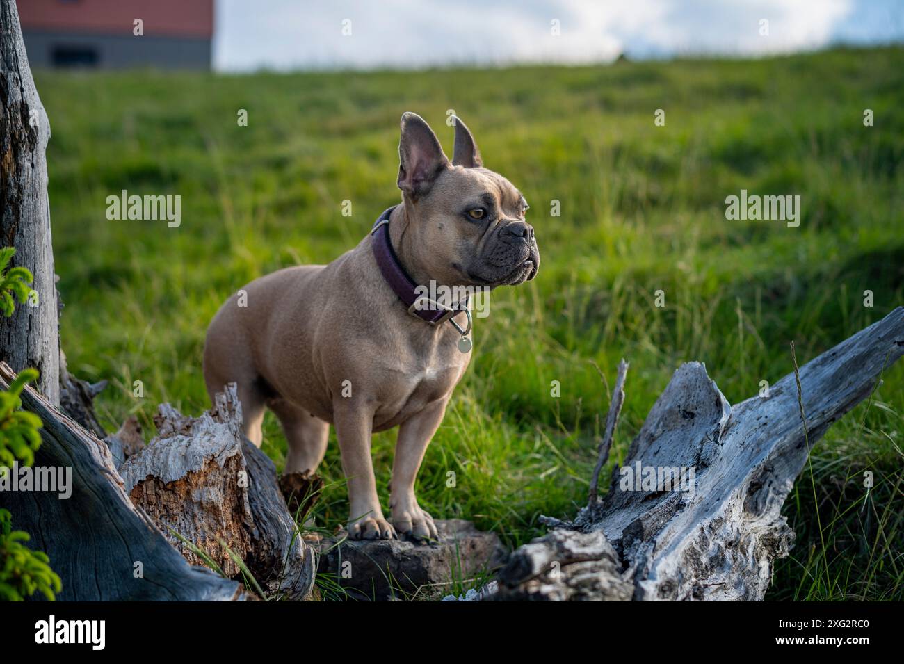 french bulldog on the lookout among scrap and broken branches of dry ...